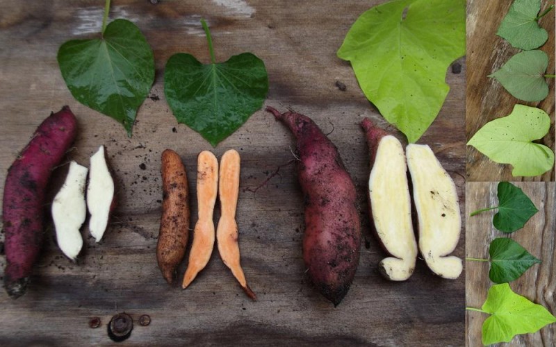 Ültess batátát és egyél sokat belőle | Sokszínű vidék