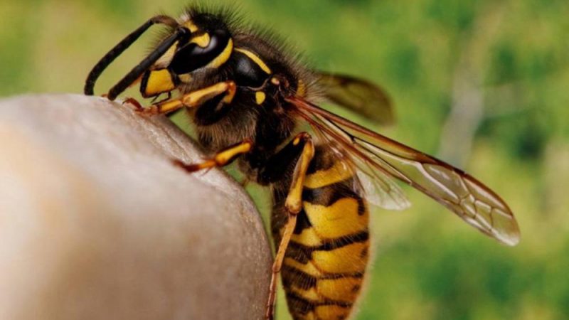 pióca | Sokszínű vidék