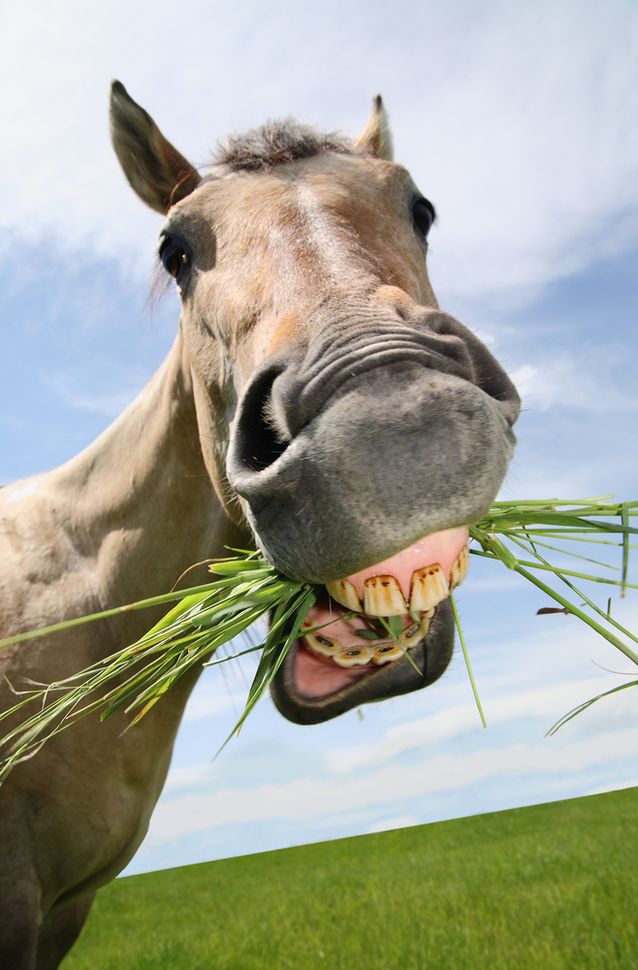 18 érdekes tény, amit sokan nem tudnak a lóról | Sokszínű vidék