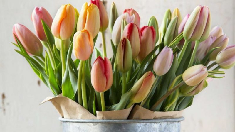 Egyszerű trükk, mellyel tovább tarthatjuk frissen a tulipánokat ...