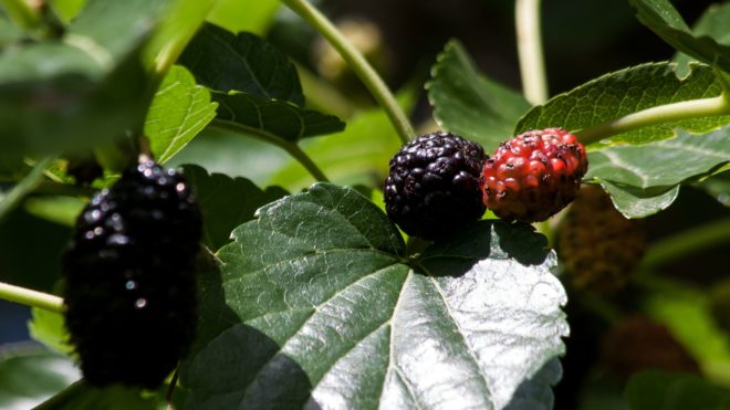 A természet patikája: így gyógyítanak az őshonos gyümölcsök | Sokszínű ...