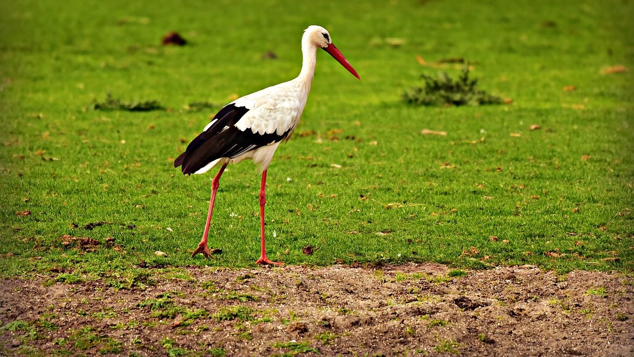Megérkezett Burgenlandba az első fehér gólya | Sokszínű vidék
