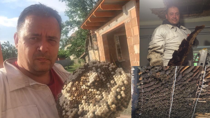 Szükség esetén puszta kézzel nyúl a méhraj közé elhivatott megmentőjük ...