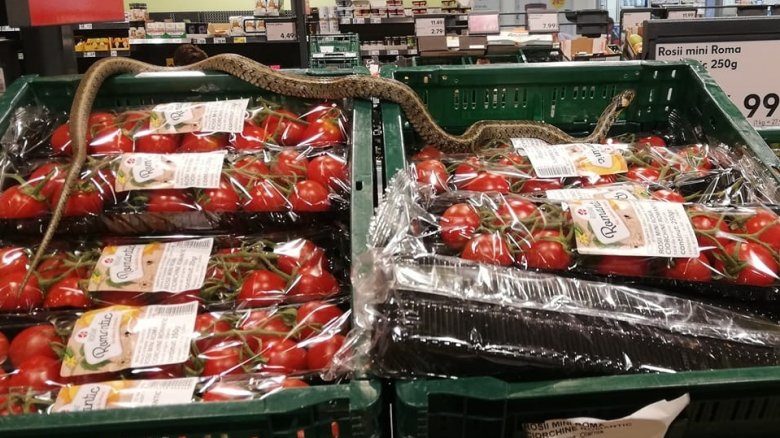 Méretes siklót találtak a zöldségek között egy kovásznai áruházban ...