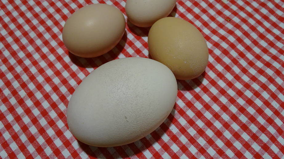 Gigatojást tojt egy tyúk Bácsalmáson | Sokszínű vidék