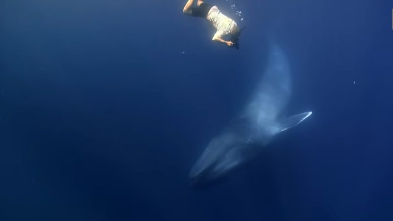 Először mérték meg a kék bálna pulzusát, az eredmény elképesztő ...