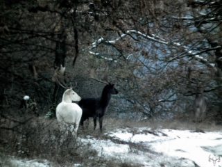 Mit csinálnál, mikor öt szarvas néz szembe veled? A fotós fényképez ...