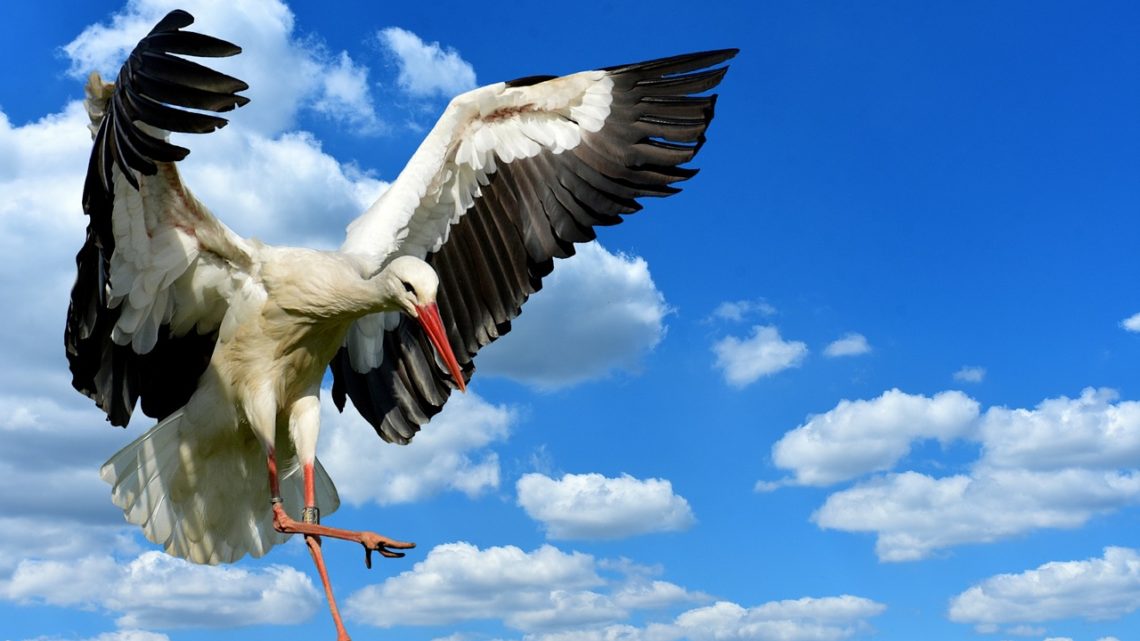 Szenzáció: két hónap után visszajött afrikai teleléséből egy fehér ...