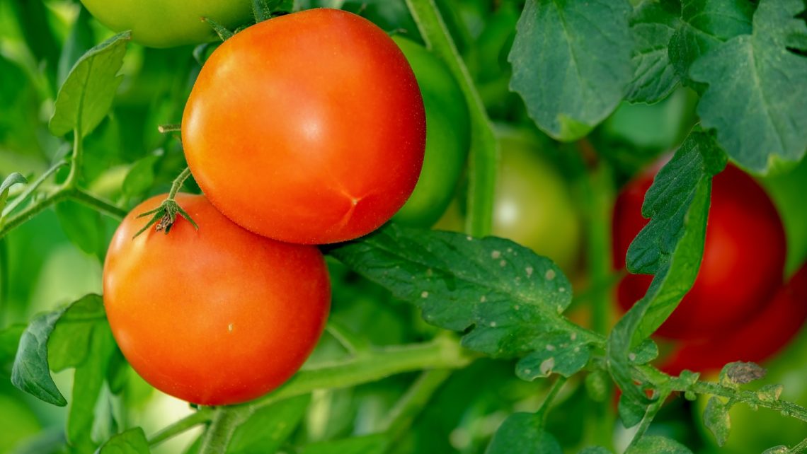 etafon | Sokszínű vidék