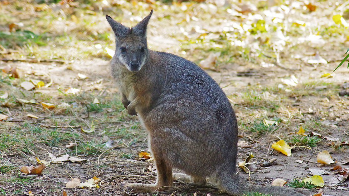 Szökött kengurut gázoltak el Orosházán | Sokszínű vidék