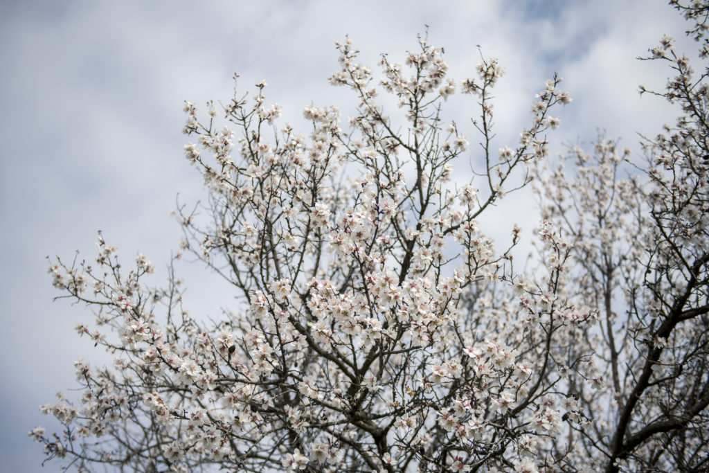 Virágba borult Pécsen Európa legszebb mandulafája | Sokszínű vidék