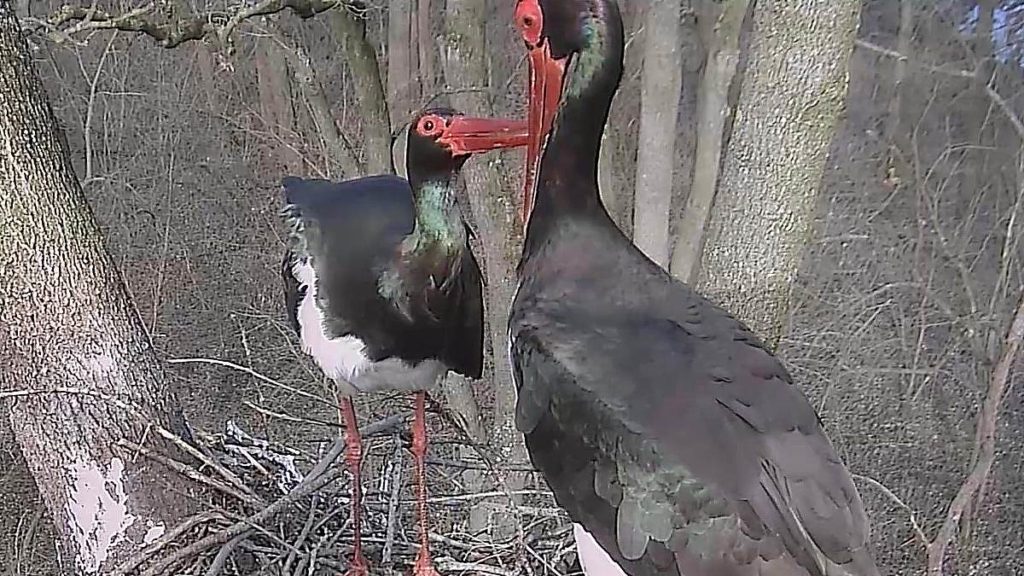 Fekete gólya pár érkezett a bekamerázott gemenci fészekbe | Sokszínű vidék