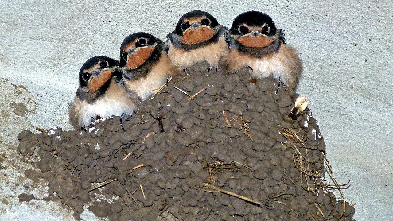 sarlós fecske | Sokszínű vidék