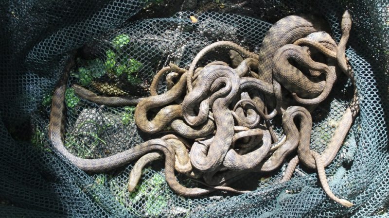 Tucatnyi siklót mentettek ki egy vízaknából Sajóecsegen | Sokszínű vidék