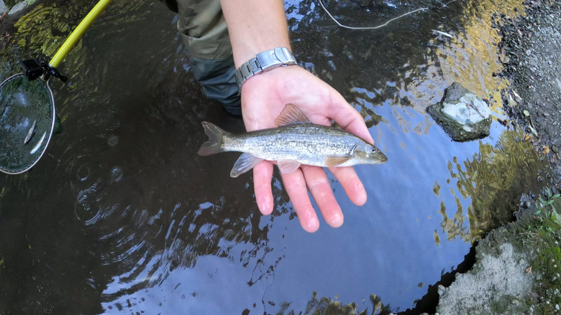 A lápi póc lett az év hala 2023-ban | Sokszínű vidék