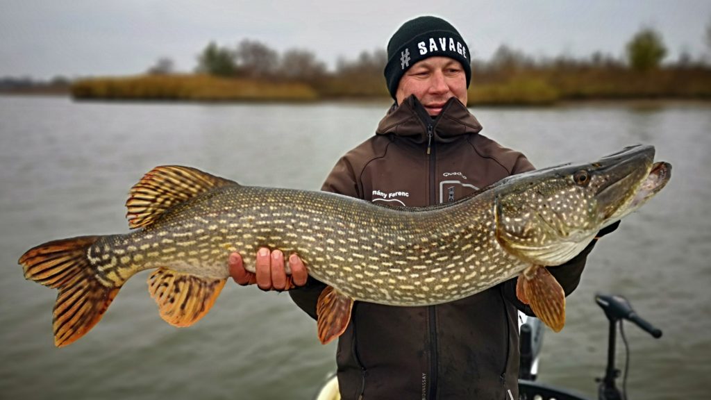Kapitális méretű csukát fogtak a Tisza-tóban | Sokszínű vidék