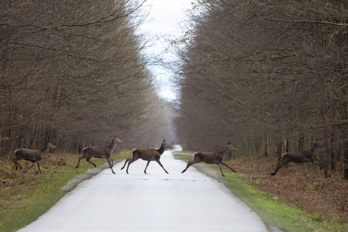 Karácsonyi szarvasrudlit fotóztak Somogyban | Sokszínű vidék