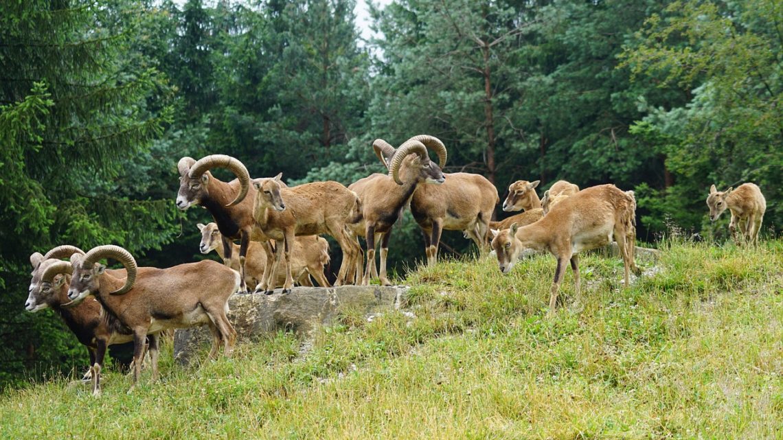 Vágtázó mufloncsapatot videóztak Zemplénben | Sokszínű vidék