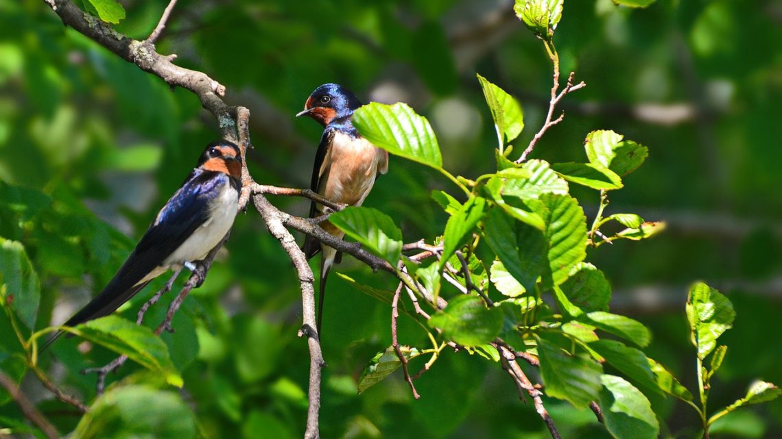 Megjöttek telelésükből az első fecskék | Sokszínű vidék