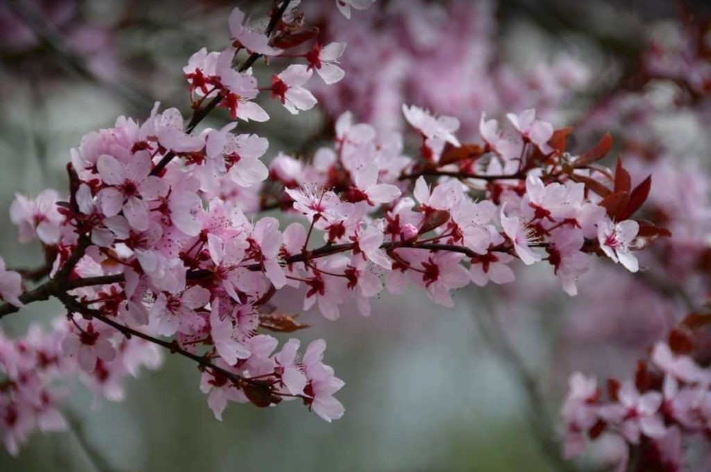 Virágzó vérszilvafák köszöntik a Vindornyafokra érkezőket | Sokszínű vidék