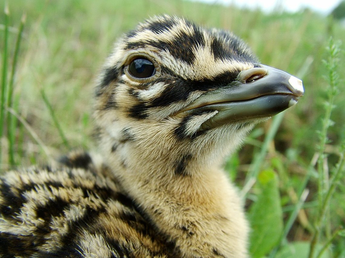 Számos veszély leselkedik a mostanában kikelő túzokcsibékre | Sokszínű ...