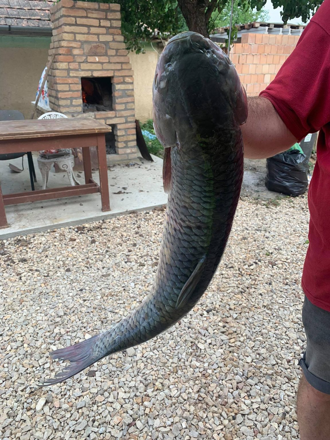 Agyaggal burkolt amur sült parázsban Balatonendréden | Sokszínű vidék