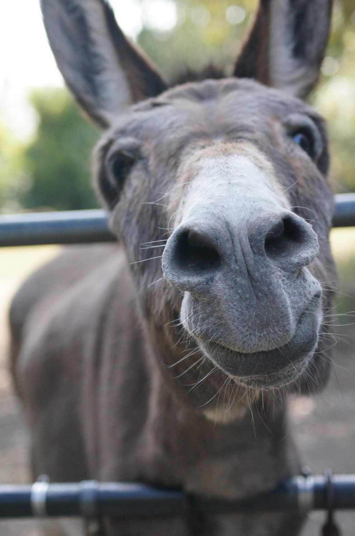Kaliforniában él a Shrekből ismert szamár | Sokszínű vidék