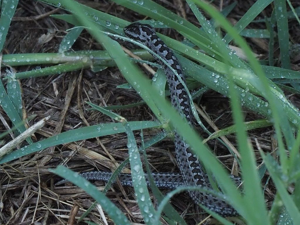 Megszülettek az év első rákosi viperái | Sokszínű vidék
