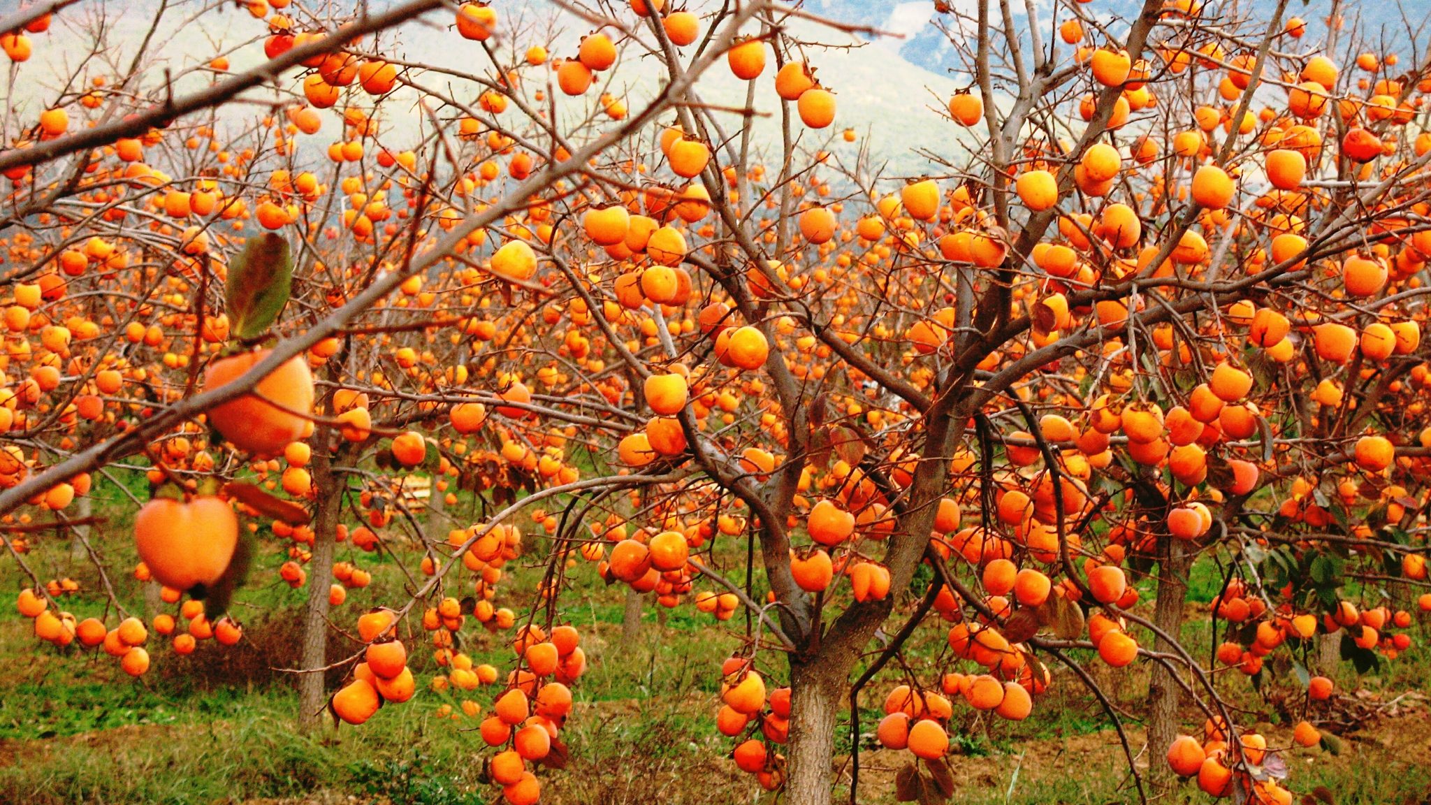 Kuriózum a mézédes magyar datolyaszilva | Sokszínű vidék