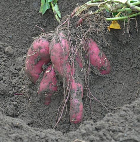Termesszék velem: batáta, ami kiváló saláta | Sokszínű vidék