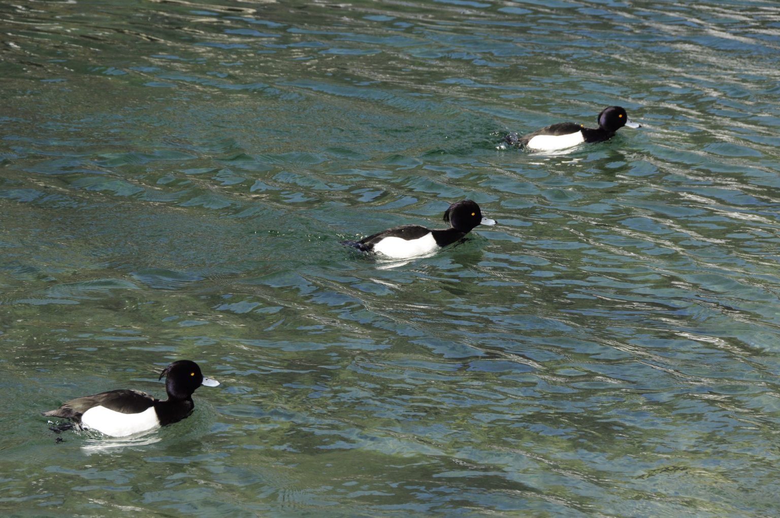 Megduplázódott a Balatonon telelő récefajok száma | Sokszínű vidék