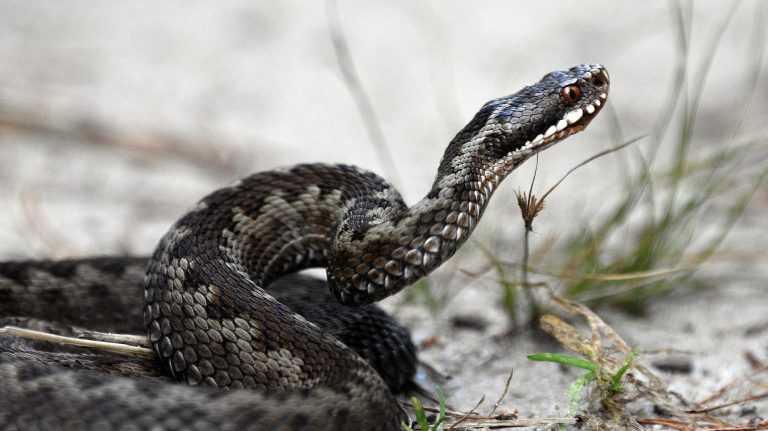 kígyó | Sokszínű vidék