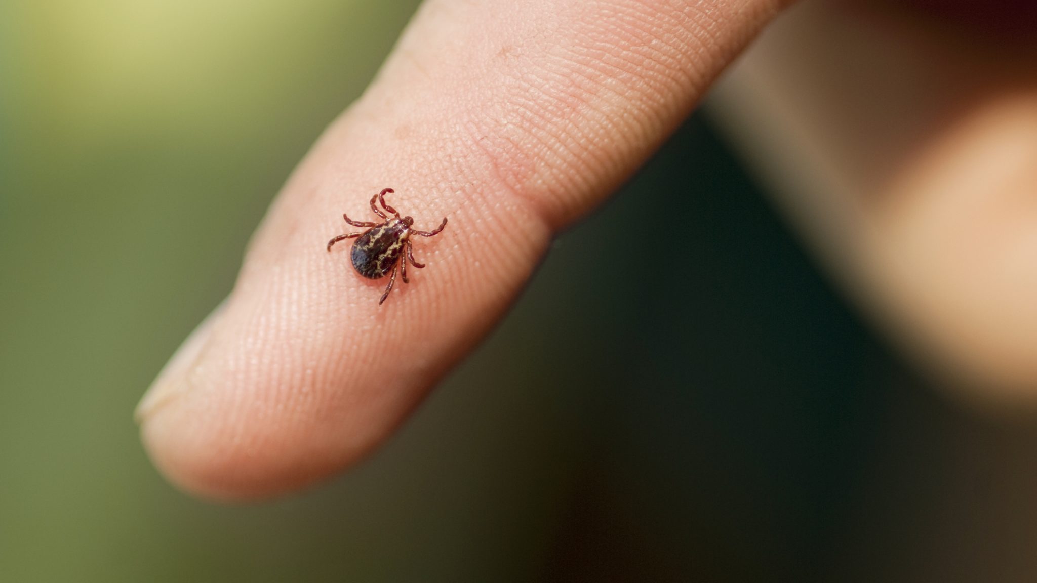 Kullancsok százait "jelentették fel" Magyarországon | Sokszínű vidék