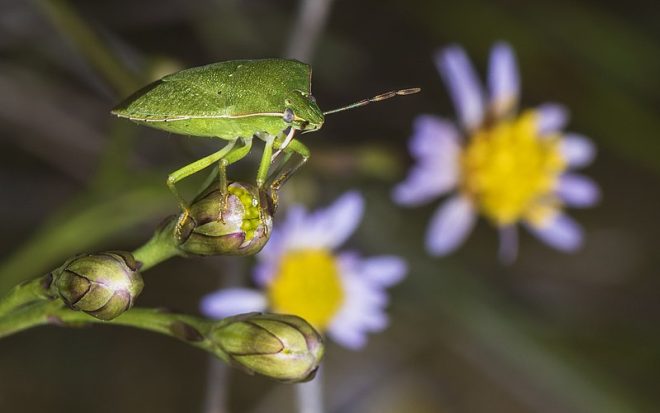 Támadnak a poloskák, így védjük a gyümölcsöket | Sokszínű vidék