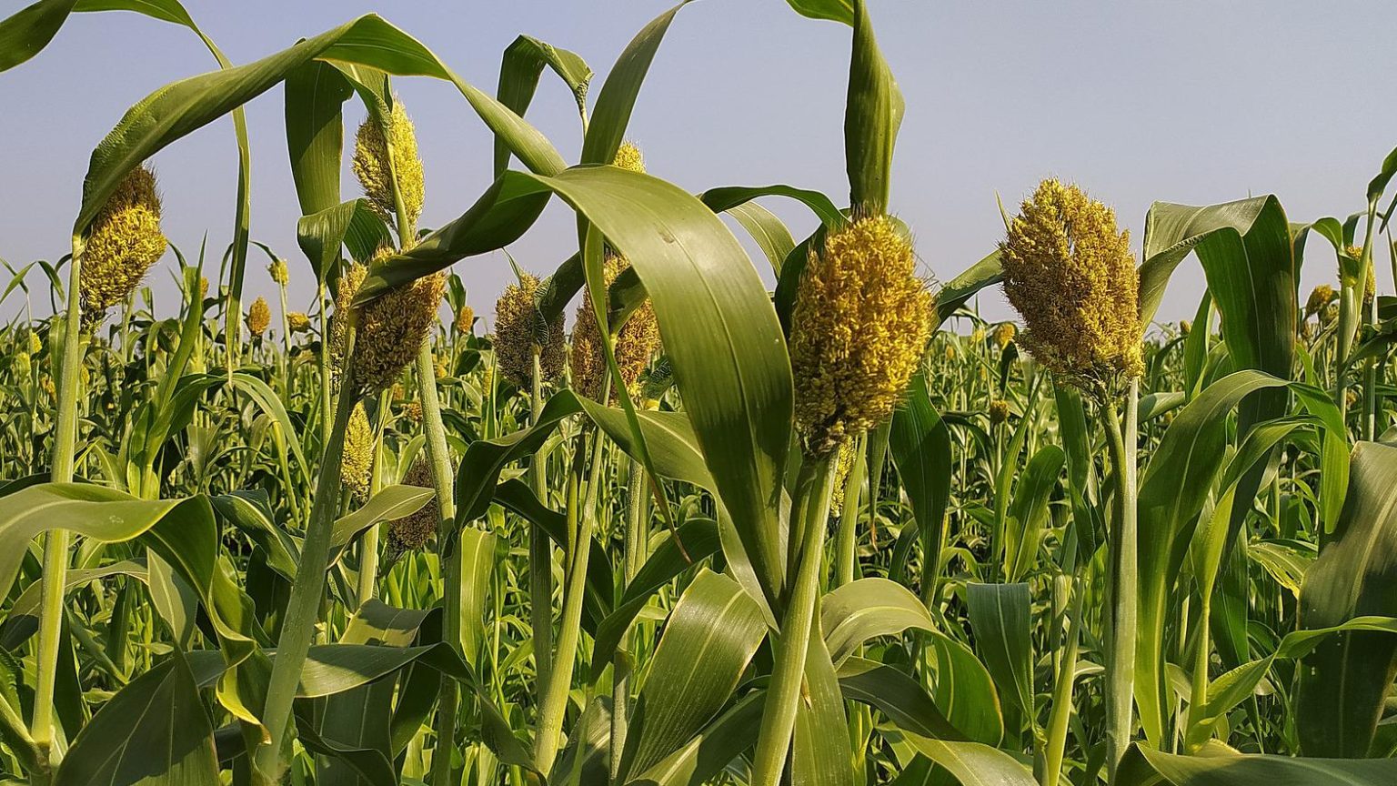 cirok | Sokszínű vidék