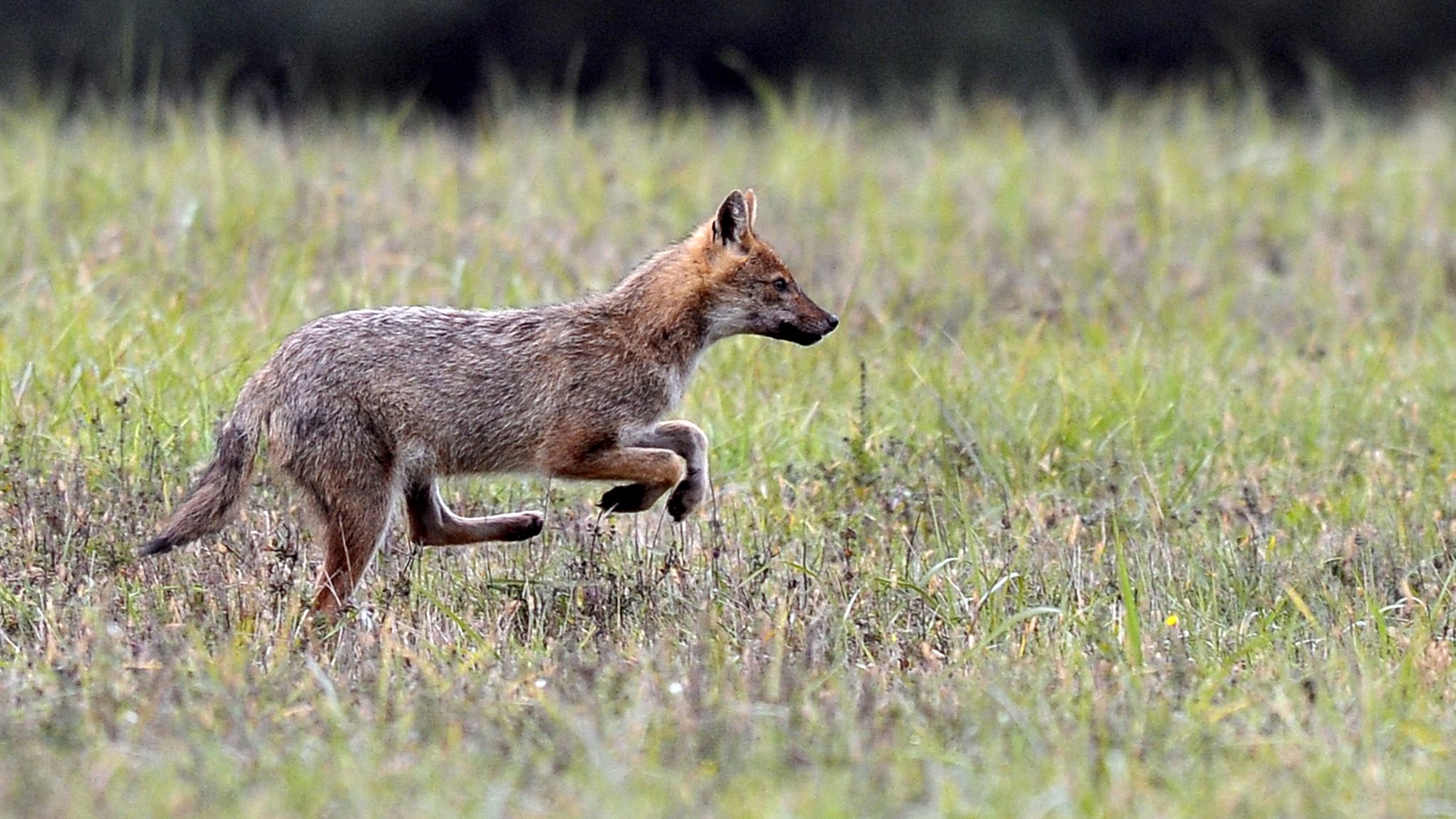 Gyilkos csapdákkal tizedelik a nádi farkasokat | Sokszínű vidék