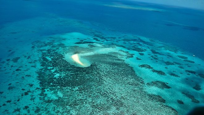 Rekordmennyiségű korall él a Nagy-korallzátonyban | Sokszínű vidék