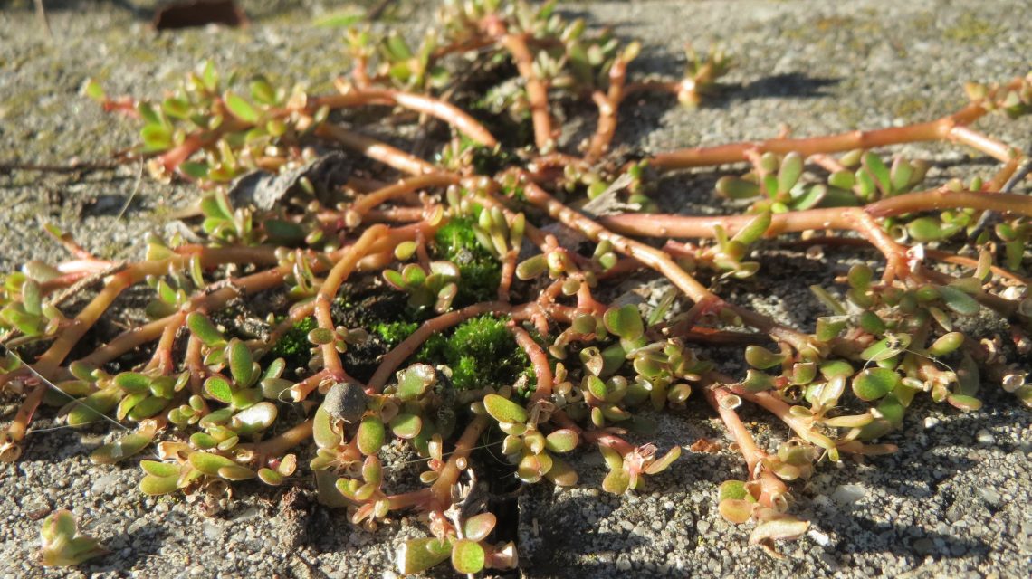 Hihetetlen mennyiségű omega-3 zsírsavat tartalmaz a kövér porcsin ...