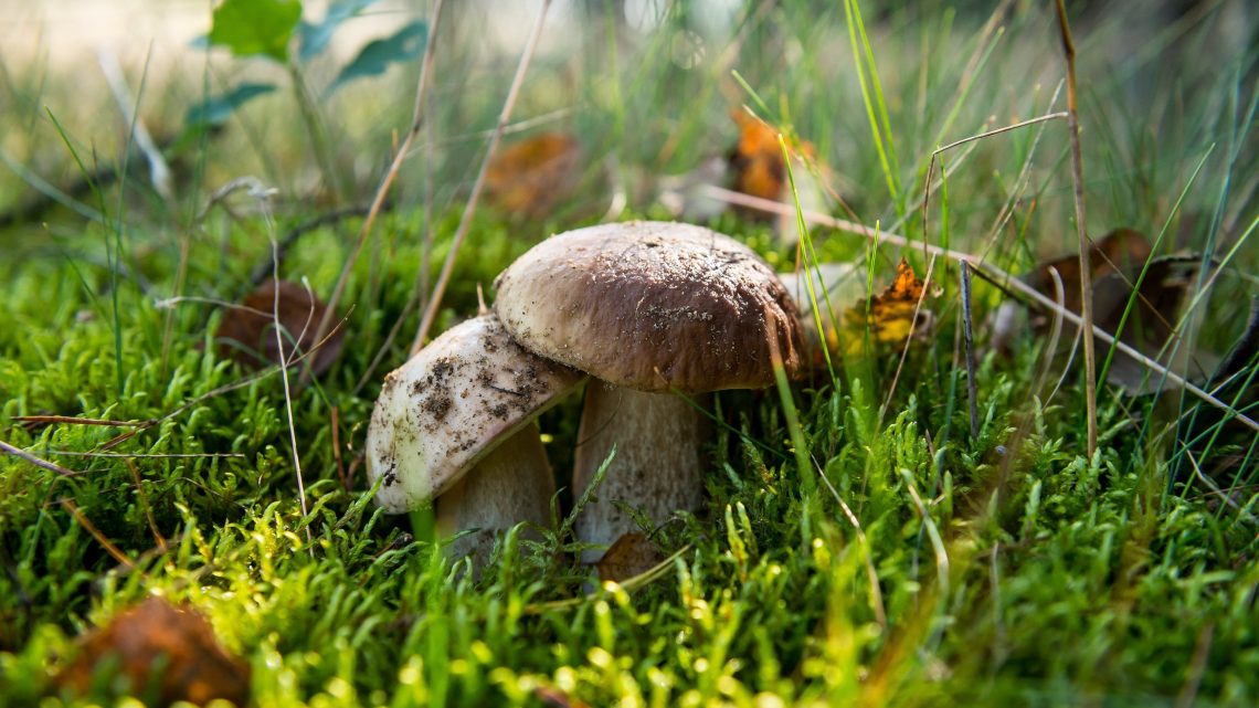 Télen is található ehető gomba a hazai erdőkben | Sokszínű vidék