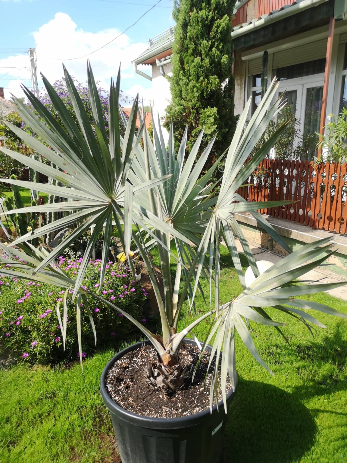 Pálmaligetet épített udvarában a kunszentmártoni szikvízkészítő ...