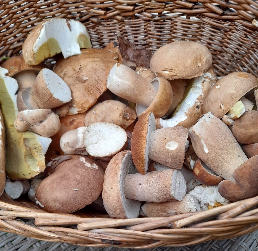 Dübörög az őszi szezon, mázsaszám terem a gomba a hazai erdőkben ...