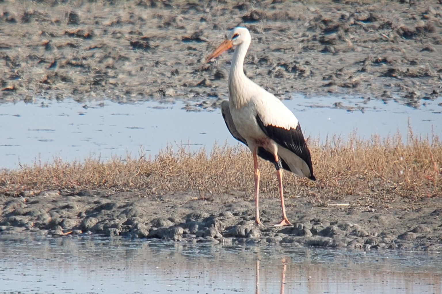 Különös társaságban bukkant fel egy fehér gólya a Fertő tónál ...