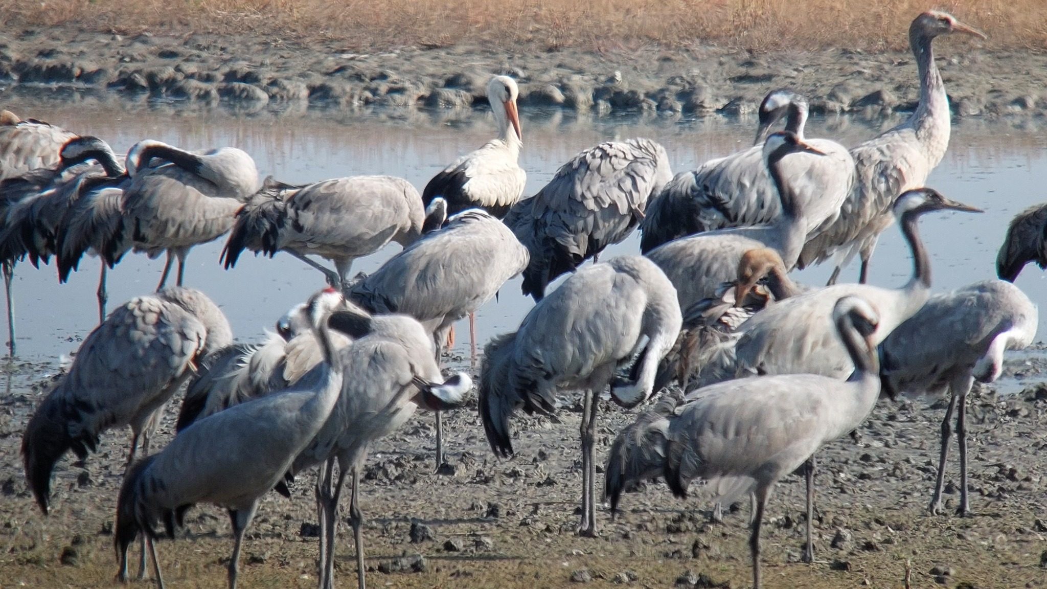 Különös társaságban bukkant fel egy fehér gólya a Fertő tónál ...