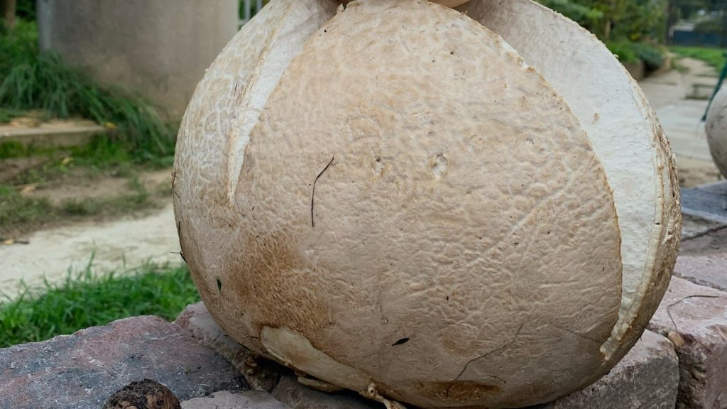 4 kilós gombát találtak Őrbottyánban | Sokszínű vidék