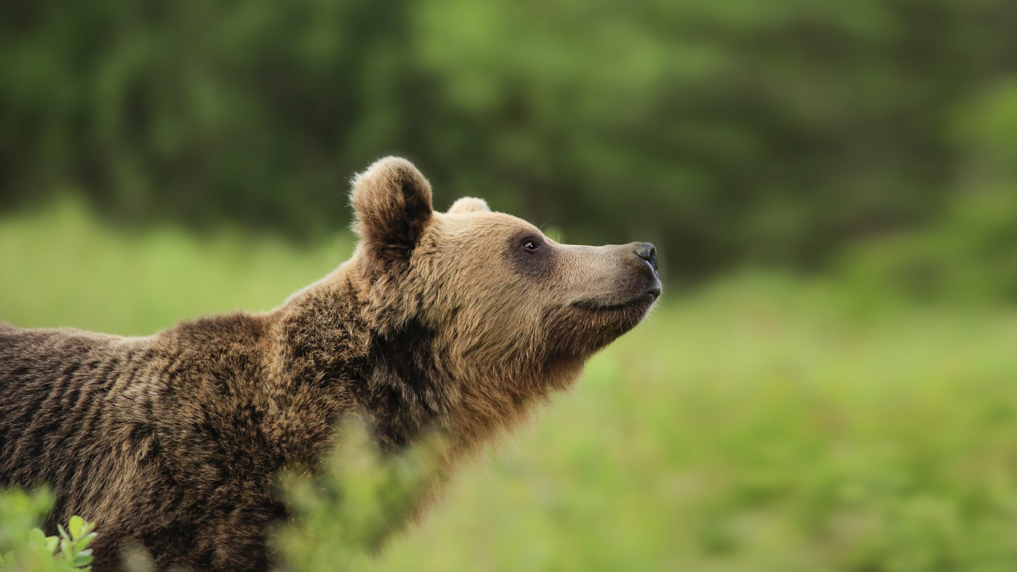 Hónapok óta a Bükkben él egy medve | Sokszínű vidék