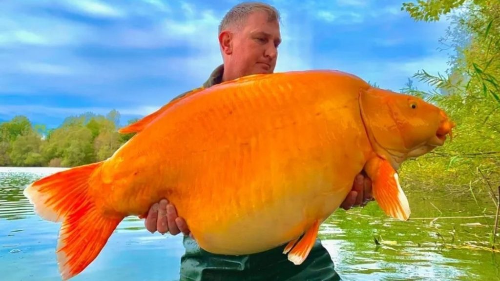 Kifogták a világ egyik legnagyobb aranyhalát | Sokszínű vidék