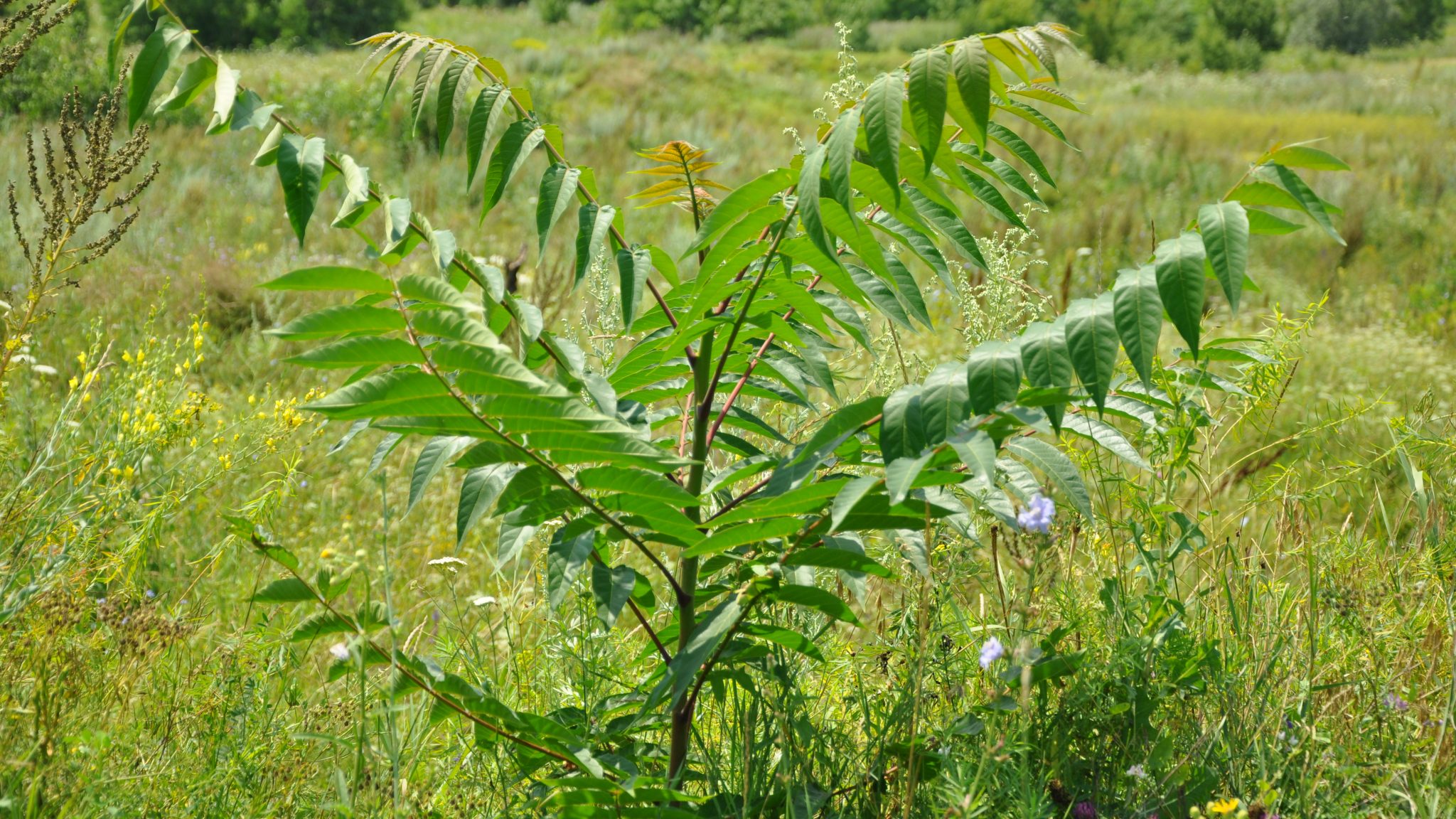 Agresszívan terjedő invazív fák ellen harcolnak Zalában | Sokszínű vidék