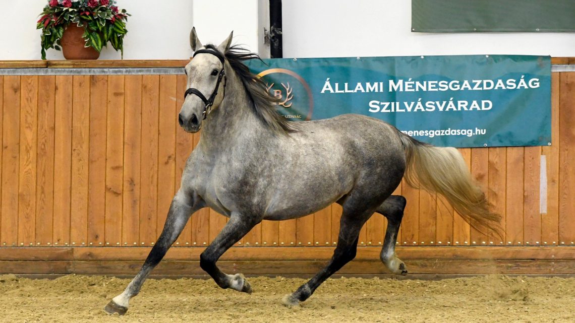 Megérkeztek Amerikába az elárverezett lipicai lovak | Sokszínű vidék