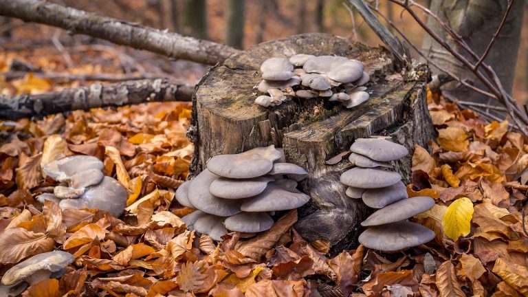 Télen is található ehető gomba a hazai erdőkben | Sokszínű vidék