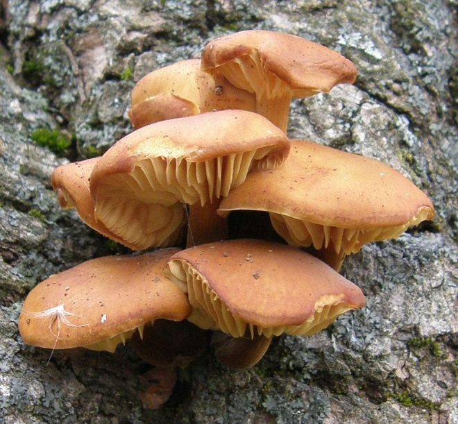 Télen is található ehető gomba a hazai erdőkben | Sokszínű vidék